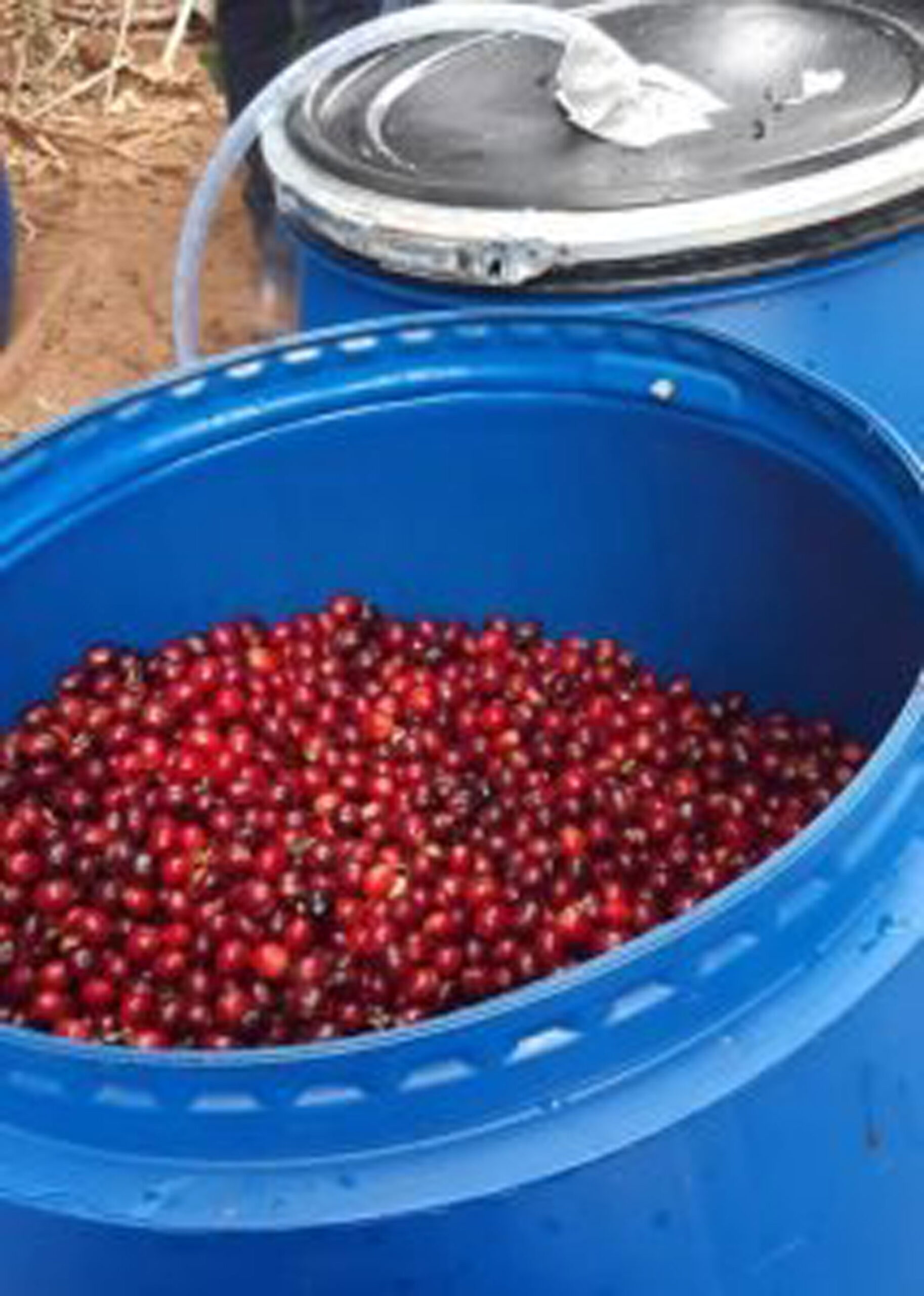 Νέα Colombia αναερόβιας ζύμωσης Finca Las Guacas Natural Anaerobic - Conte Coffee Roasters